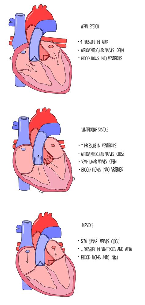 Stages Of Cardiac Cycle