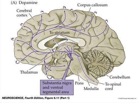 Lecture Basal Ganglia Flashcards Quizlet
