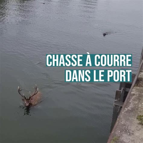VIDÉO Pont Sainte Maxence 60 chasse à courre dans le port AVA