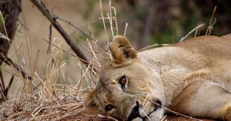 comment expliquer l apparition des lions dans le cratère Ngorongoro