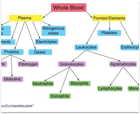 Ch Blood Flashcards Quizlet