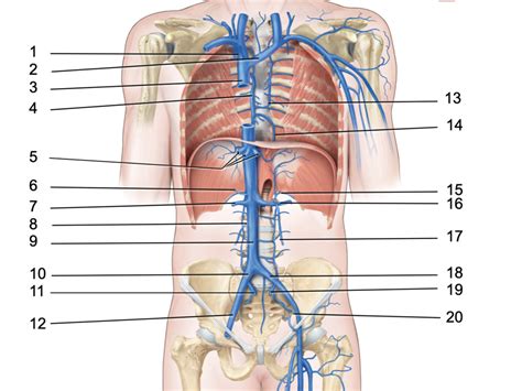 Major Veins Draining The Thorax Abdomen And Pelvis Diagram Quizlet