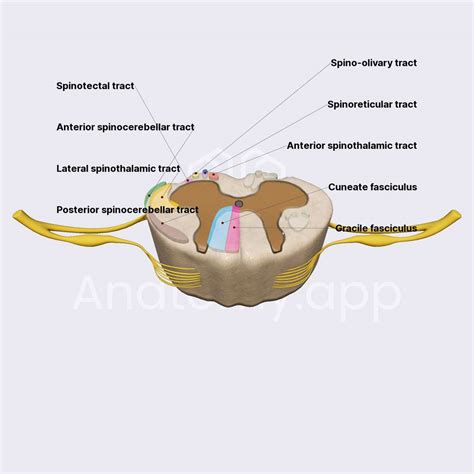 Ascending Tracts Of Spinal Cord Spinal Cord Spine And Back