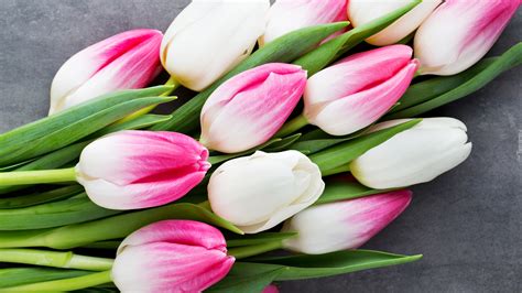 Edycja Tapety Bia O R Owe Tulipany