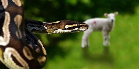 a beginner s guide to understanding python lambda functions