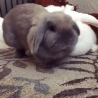 Rabbit Find Share On GIPHY