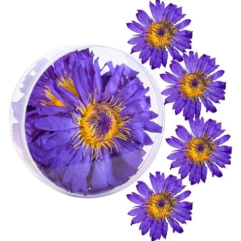 2 Pack Dried Whole Blue Lotus Flower Tea Gift Set Ceremonial Etsy