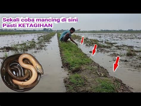 MANCING BELUT Disini Bikin Ketagihan YouTube