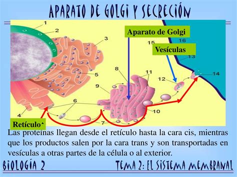 PPT El Aparato De Golgi Se Encuentra Localizado En El Citoplasma De