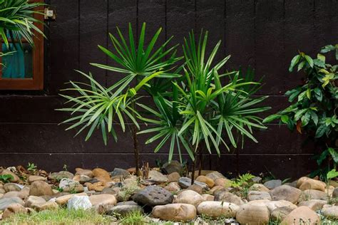 Different Types Of Palm Trees Explained Plantglossary