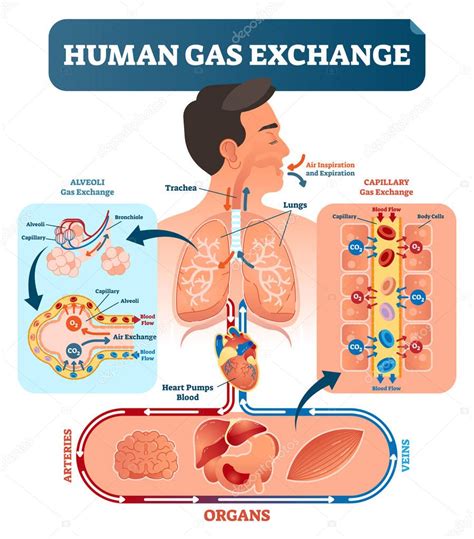 Ilustración vectorial del sistema de intercambio de gas humano El