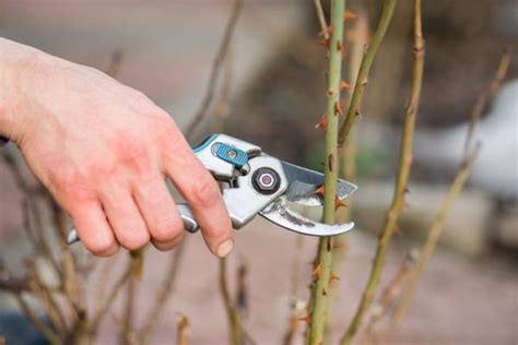 Cómo y cuándo podar las rosas para qué den más flores