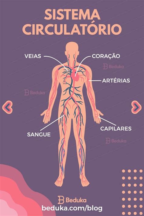 Guia Completo Dos Sistemas Do Corpo Humano Veja Todos