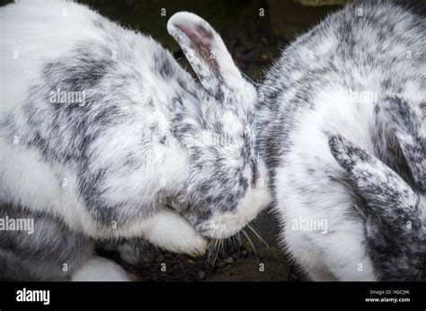 Lovely Hugging Rabbits Stock Photo Alamy
