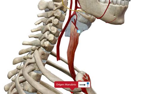 Particularidades del Hueso HIOIDES Anatomía con Fotos