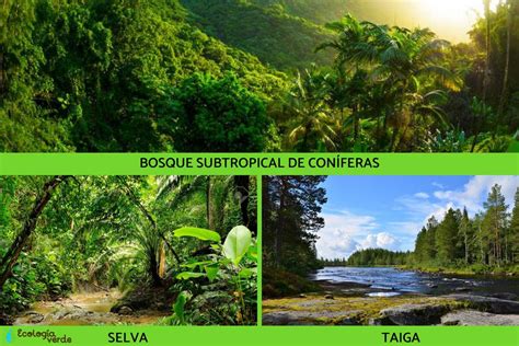 Tipos de ecosistemas terrestres y ejemplos Características y FOTOS