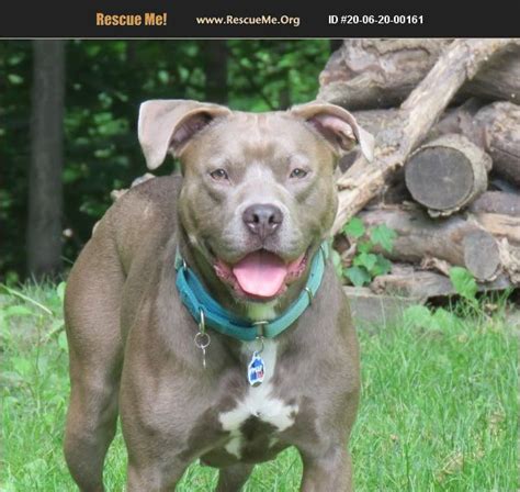 Adopt Pit Bull Rescue Binghamton Ny