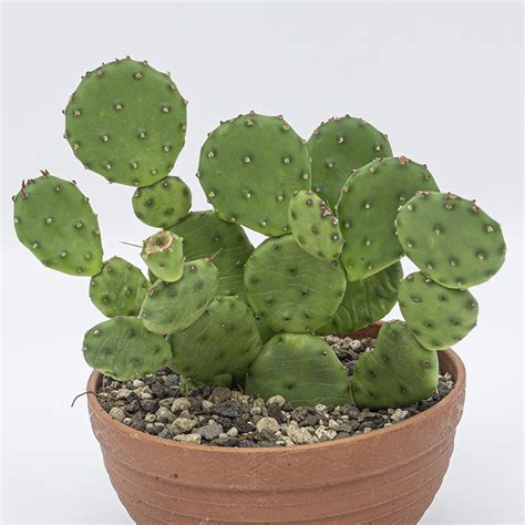 Opuntia Meran Gross Kakteen Gautschi