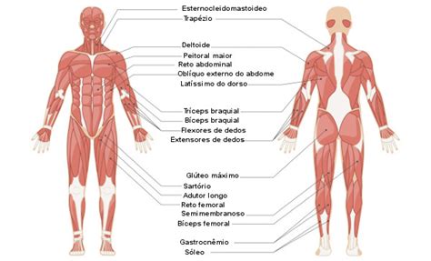 Sistema muscular tipos e funções dos músculos Brasil Escola