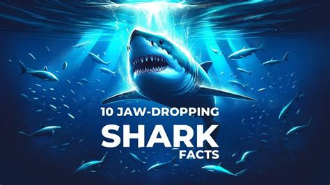 10 Facts About Sharks That Will Make Your JAWS Drop YouTube