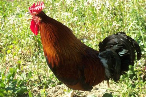 Canto Del Gallo Significado Supersticiones Y Mitos Gallinas Ponedoras