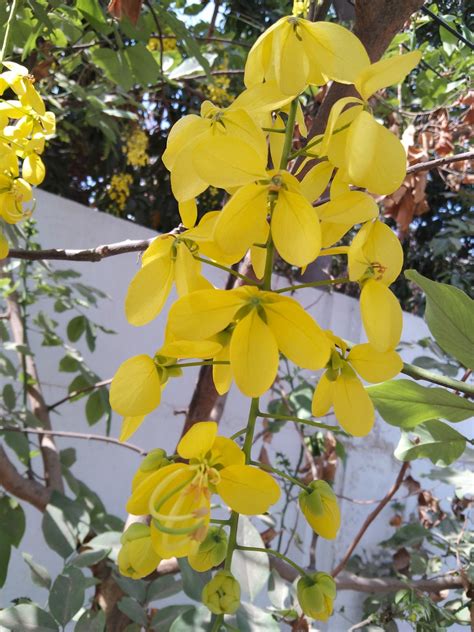 Kuning Alam Tanaman Foto Gratis Di Pixabay Pixabay