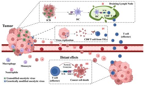 IJMS Free Full Text The Dilemma Of HSV 1 Oncolytic Virus Delivery