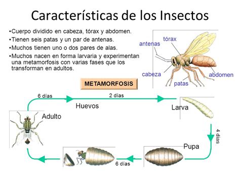 Caracteristicas Generales De Insectos Dinami