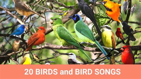 Birds And Bird Songs Calls Natural Sound Of Singing Birds Youtube