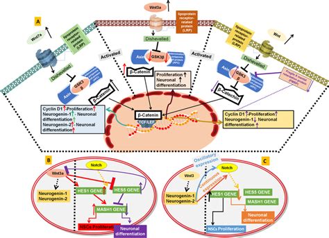 A Mechanism Of Wnt Signaling Cascades In The Regulation Of