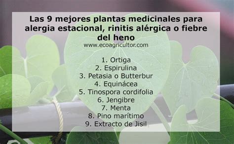 Mejores Plantas Medicinales Para Alergia Rinitis O Fiebre Del Heno