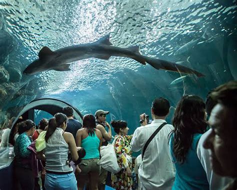 Conoce un poco más sobre el famoso Acuario de Veracruz