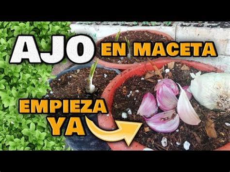 Cómo Cultivar AJOS en CASA sin PARAR Guía DEFINITIVA Germinar y
