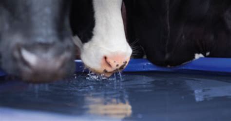 Water An Essential Nutrient For Dairy Cows Hubbard Feeds