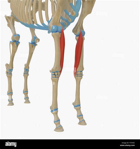 D Rendered Medically Accurate Illustration Of The Equine Muscle