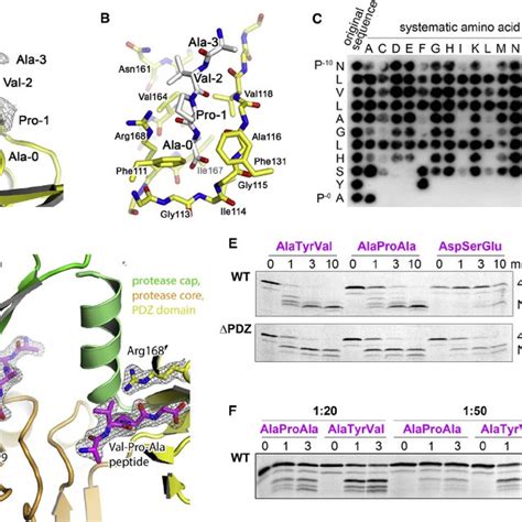 Peptide Binding To The Pdz Domain Regulates Ctpb Activity A Omit