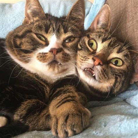 Funny Cats Part Pics Gifs Amazing Creatures