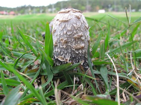 Coprinus Comatus Look Alikes