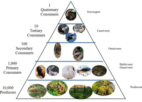 Exam Ecology Flashcards Quizlet