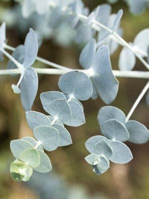 Eucalyptus Grow Guide