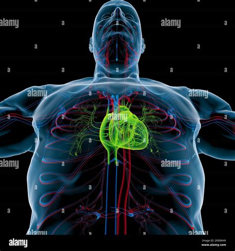 Anatomie du cœur humain pour l illustration 3D du concept médical Photo