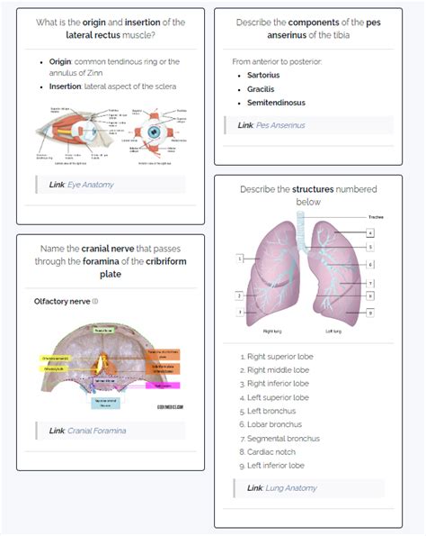 Anatomy Flashcards Ys Hexfrogs Yahoo