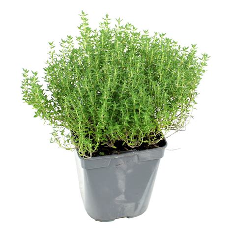 Thym Commun Thymus En Pot De Litres