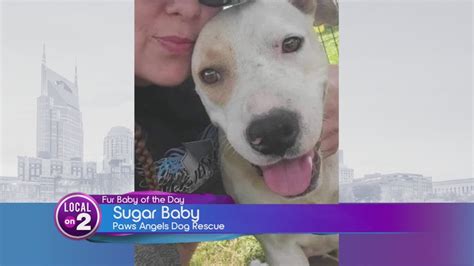 Meet Sugar Baby Youtube