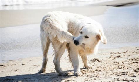 Chien Qui Se mord La Queue Origines Symptômes et Conseils Maître