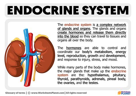 What Is The Endocrine System Definition