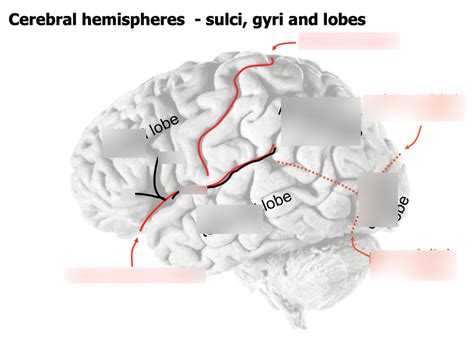 Cns Surface Anatomy Cerebral Hemispheres Sulci Gyri And Lobes