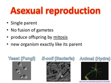 Biology Form 5 Chapter 4 41 Asexual Andsexual Reproduction
