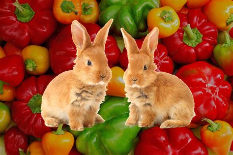 Freche Lustige Und S E Kaninchen Und Hasen Spr Che