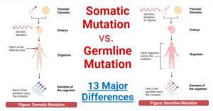 Somatic Mutation Vs Germline Mutation Key Differences